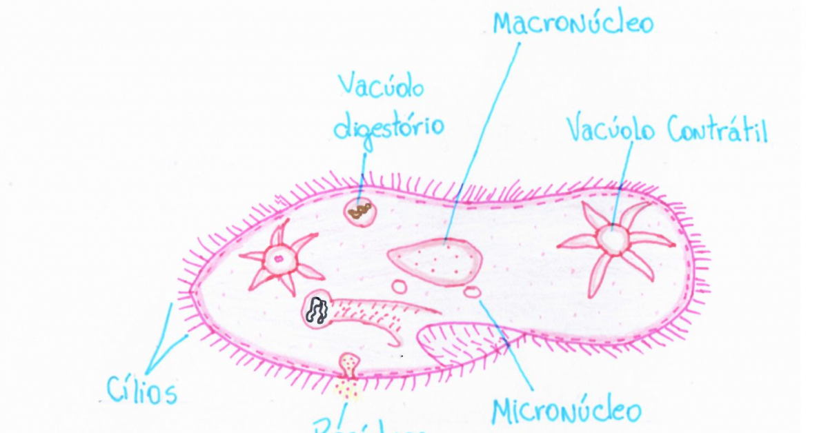 Bioconectados - PARAMÉCIO: ESTRUTURA DE UM PROTOZOÁRIO CILIADO